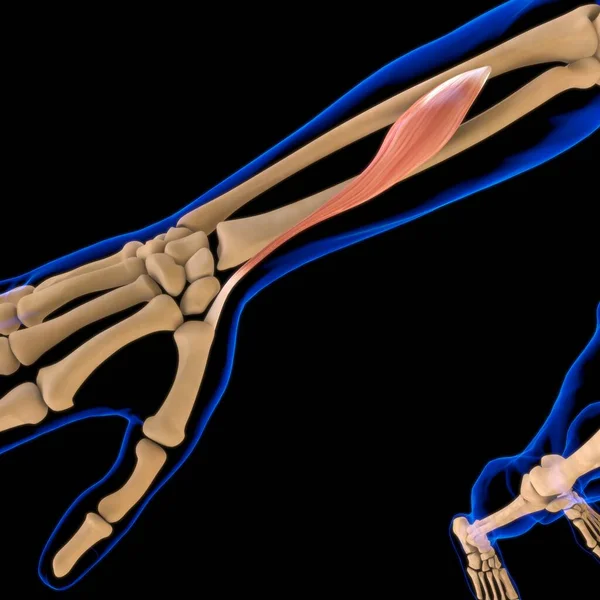 Illustration Muscle Soft Tissue Muscle Cells Contain Proteins Producing ...