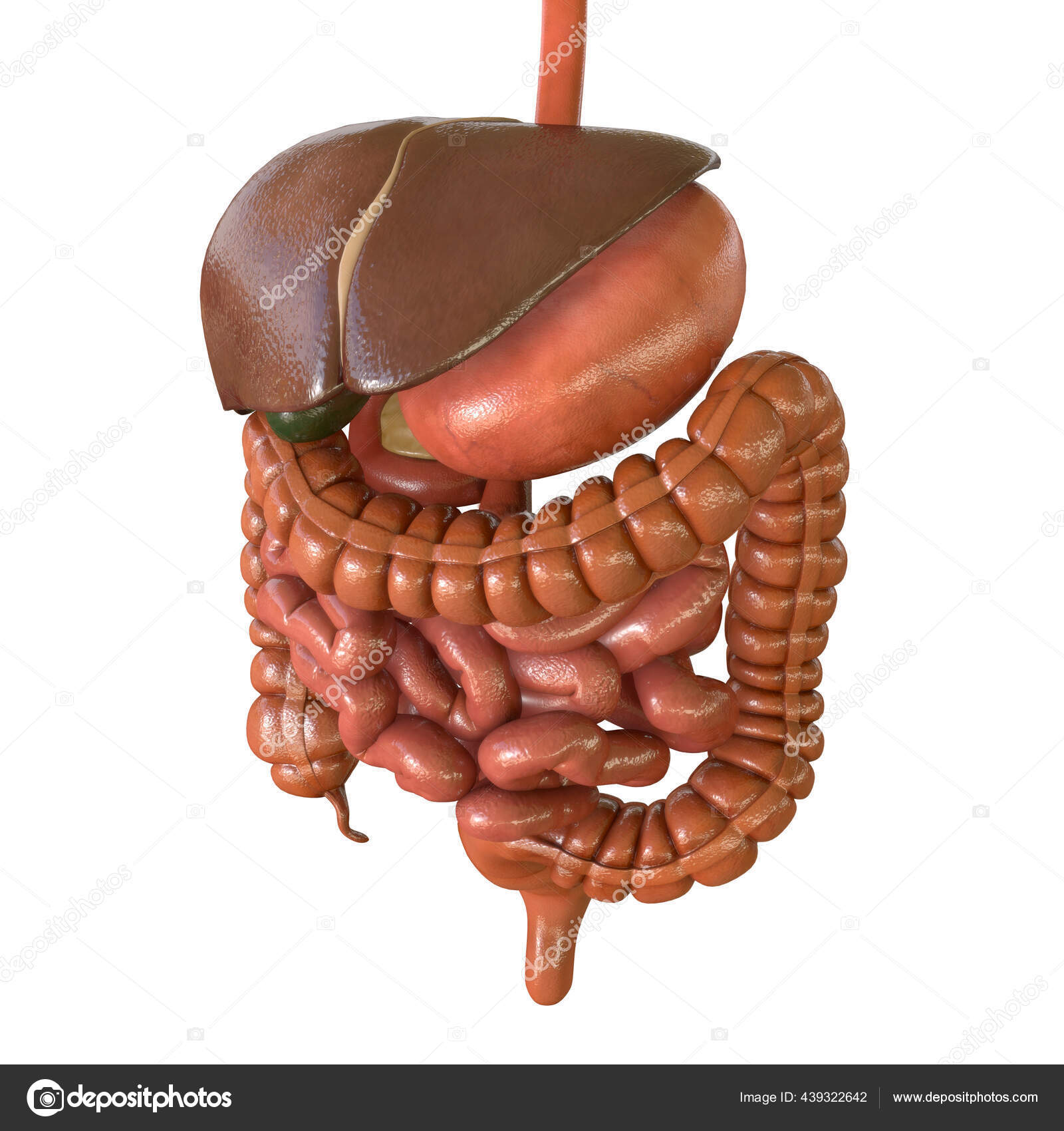 Anatomie Système Digestif Humain Pour Concept Médical Illustration ...