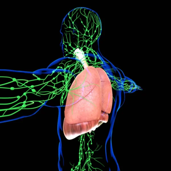 Anatomy of the nerves of the lungs Stock Photos, Royalty Free Anatomy ...