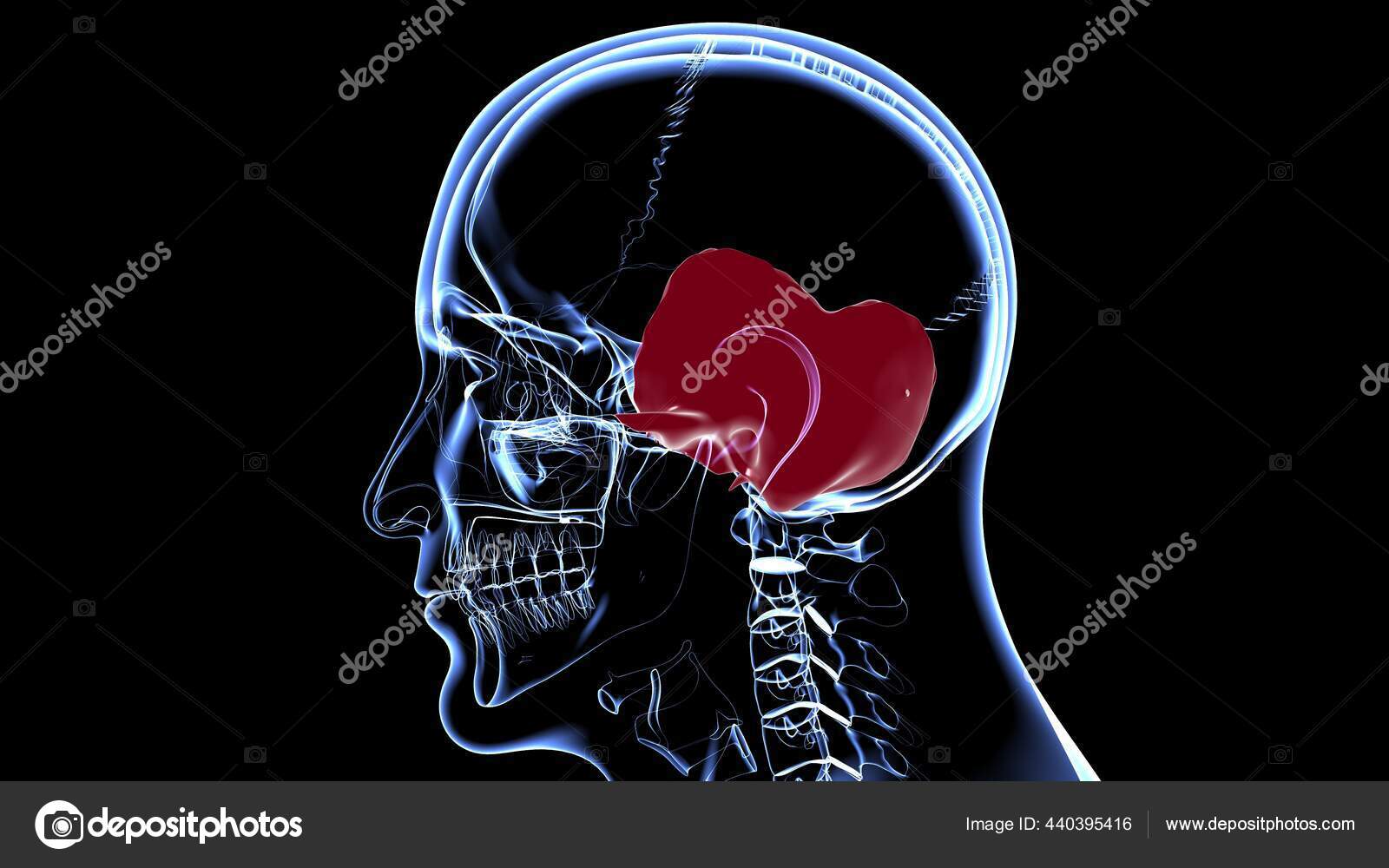 Anatomia Osso Temporal Crânio Esqueleto Humano Para Ilustração Médica ...