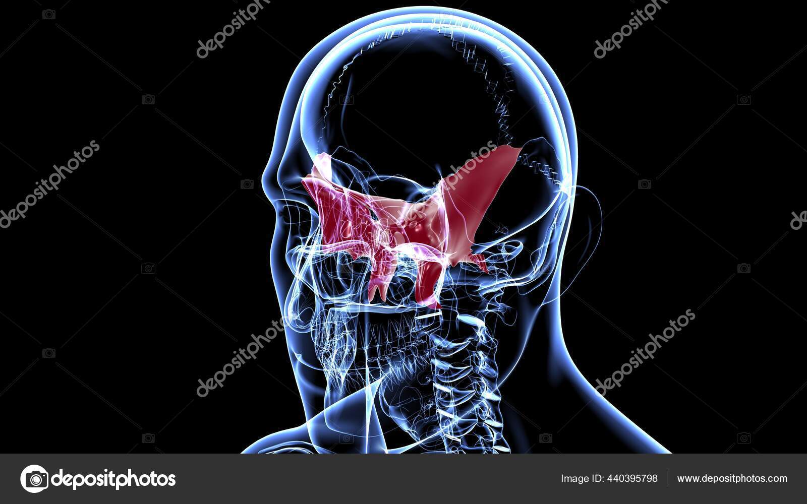 Human Skeleton Skull Sphenoid Bone Anatomy Medical Concept Illustration ...