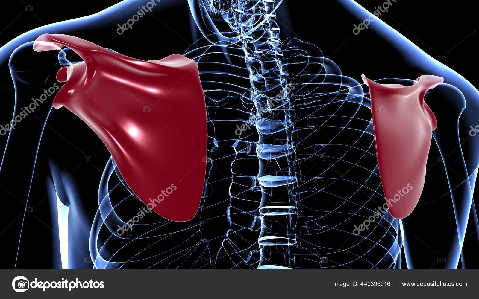 Anatomia Esqueleto Humano Escapula Osso Renderização Para Conceito ...