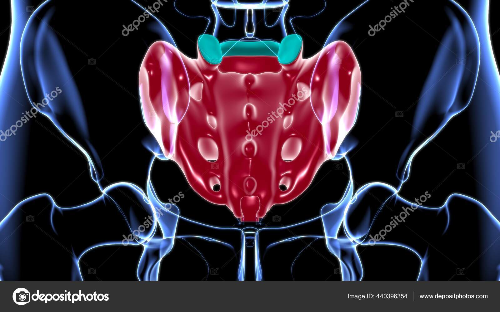 Human Skeleton Anatomy Sacral Bone Rendering Medical Concept Stock ...