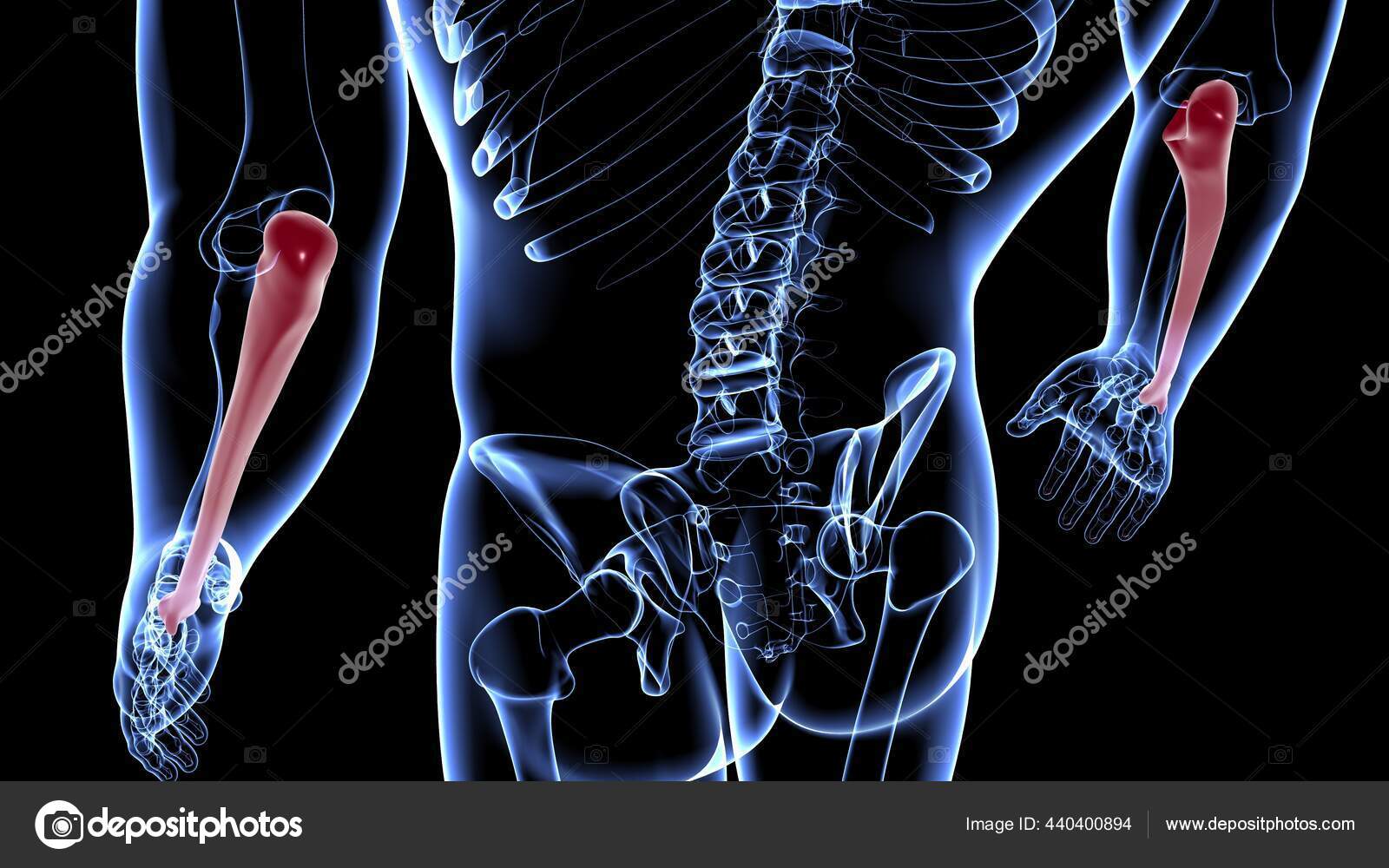 Anatomia Esqueleto Humano Ulna Osso Renderização Para Conceito Médico ...
