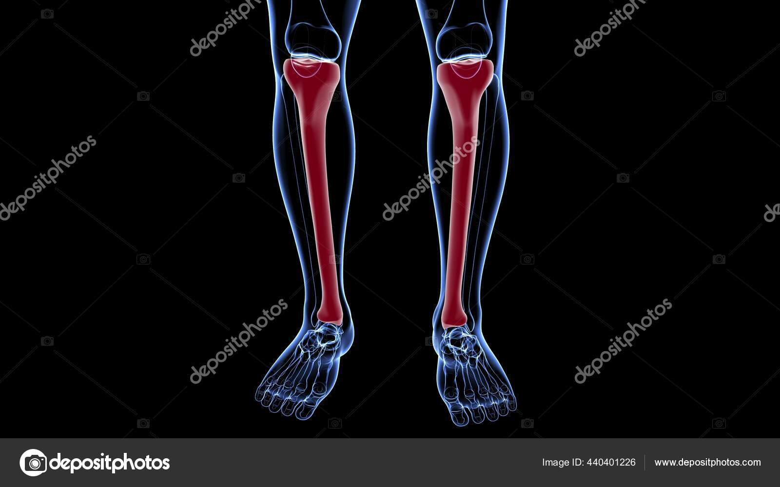 Lidská Kostra Anatomie Tibia Kostní Vykreslování Pro Lékařské Pojetí ...