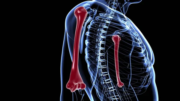 Anatomía Humana Del Esqueleto Representación Del Hueso Del Húmero Para ...