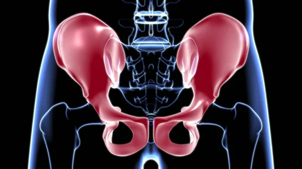 Male Reproductive System Anatomy Medical Concept Illustration — Stock ...