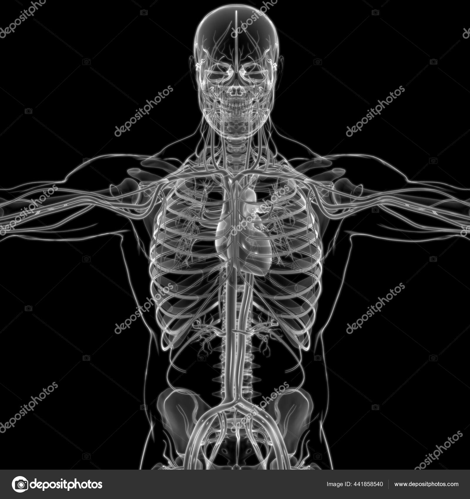 Circulatory System Diagram Labeled Black And White