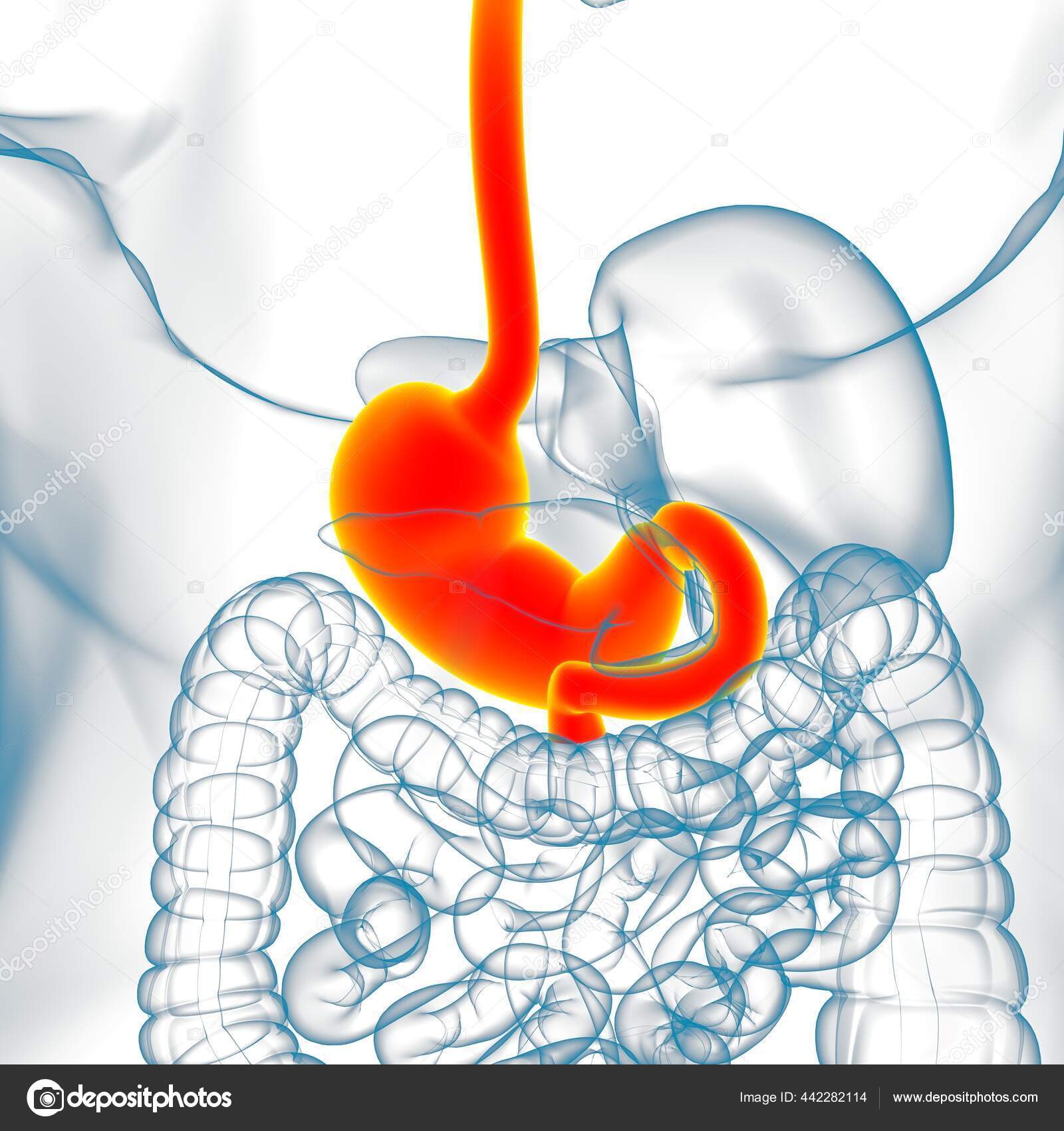 Anatomia Dello Stomaco Sistema Digestivo Umano Concetto Medico ...