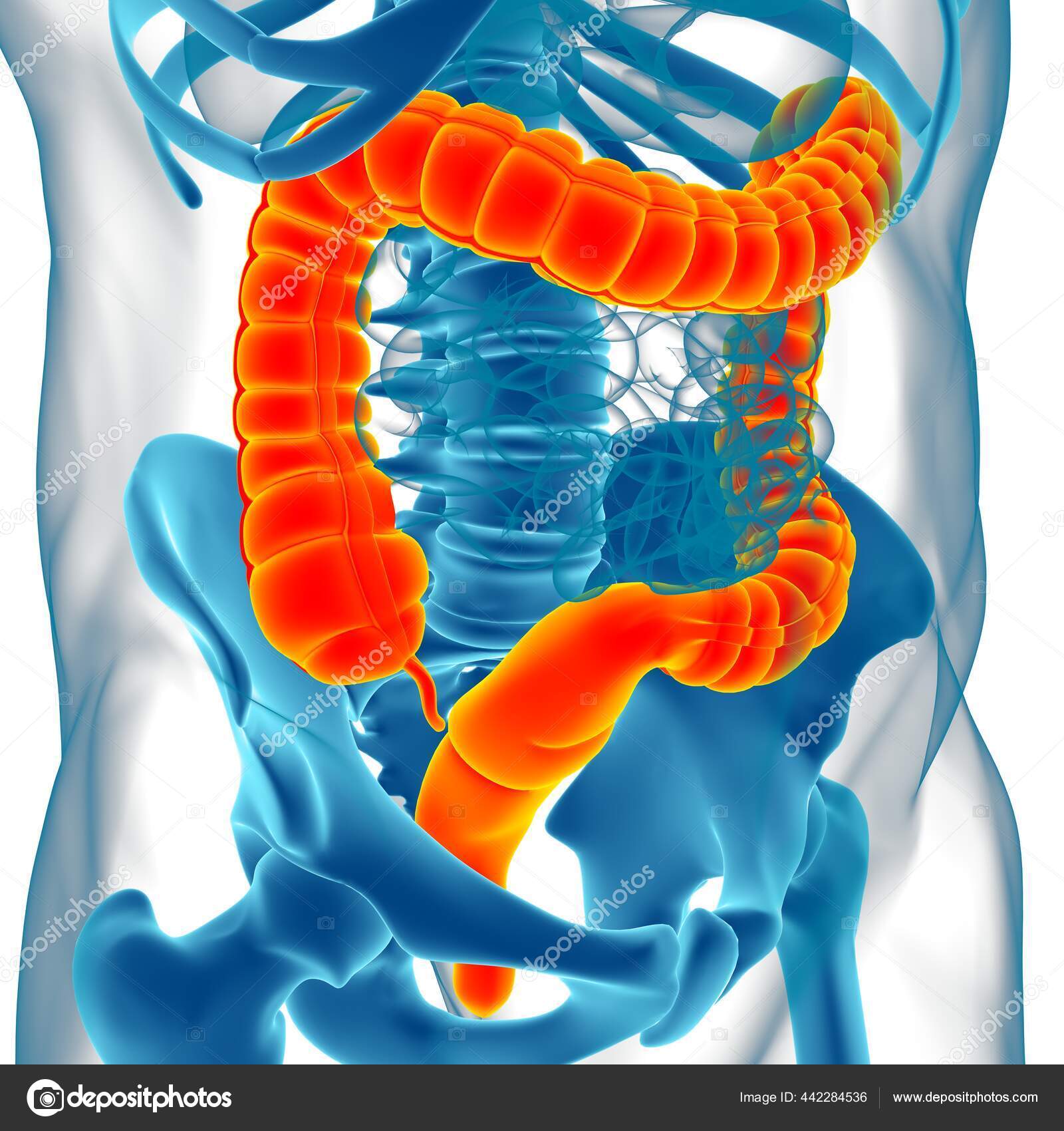 Anatomia Humana Sistema Digestivo Ilustração Intestino Grande Para ...
