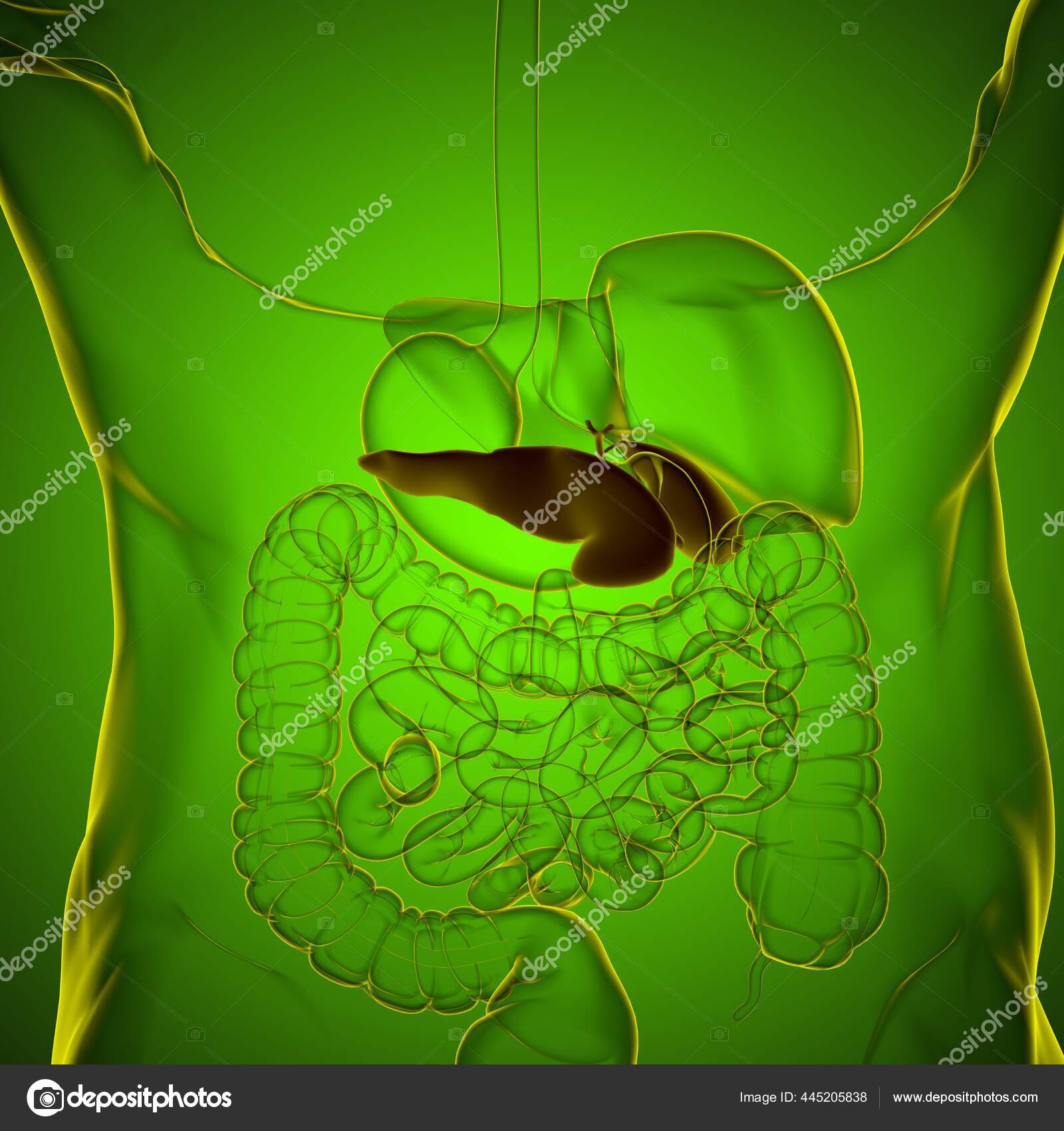 Pancreas Human Digestive System Anatomy Medical Concept Illustration ...