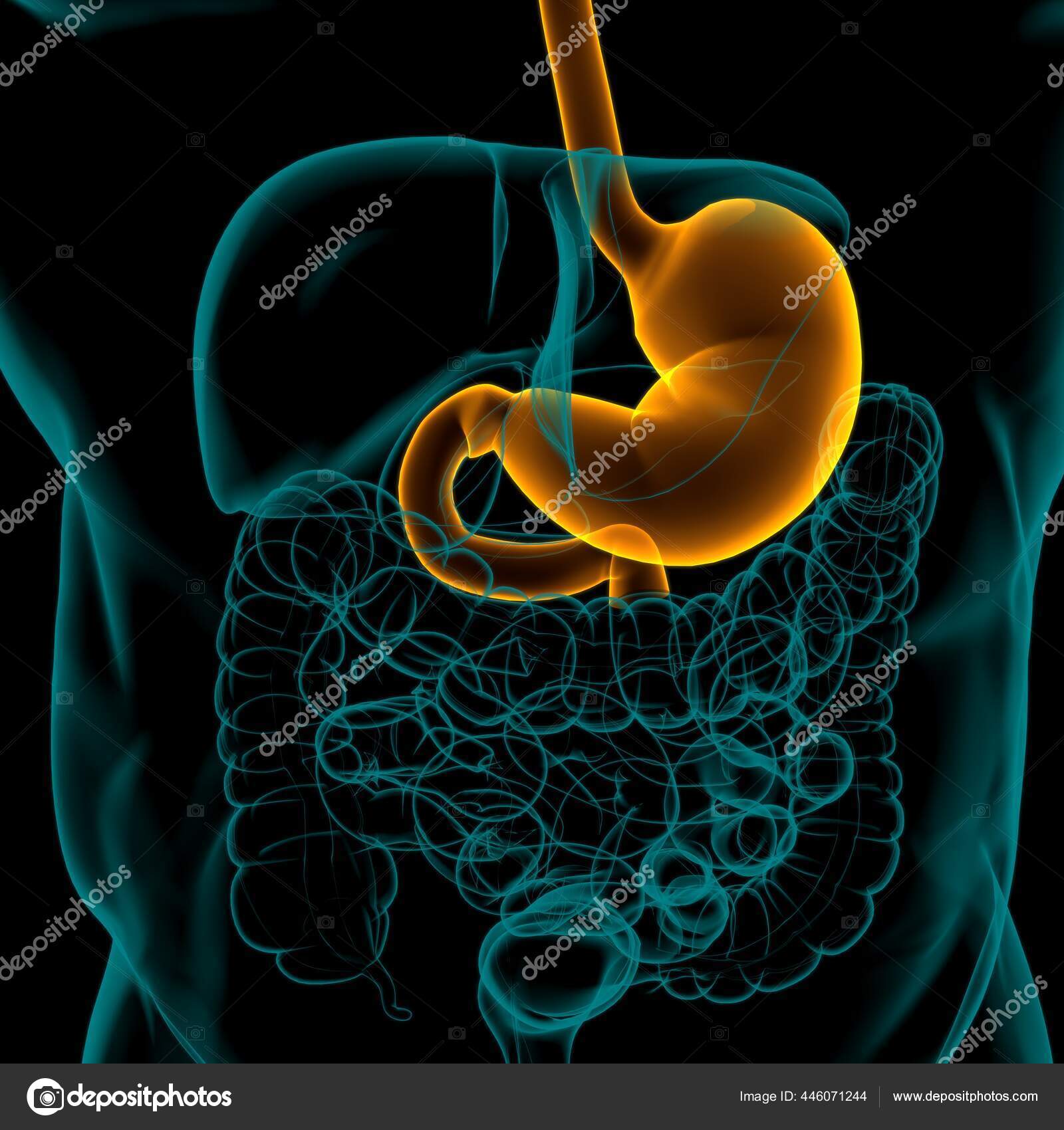 Système Digestif Humain D'anatomie D'estomac Pour L'illustration ...