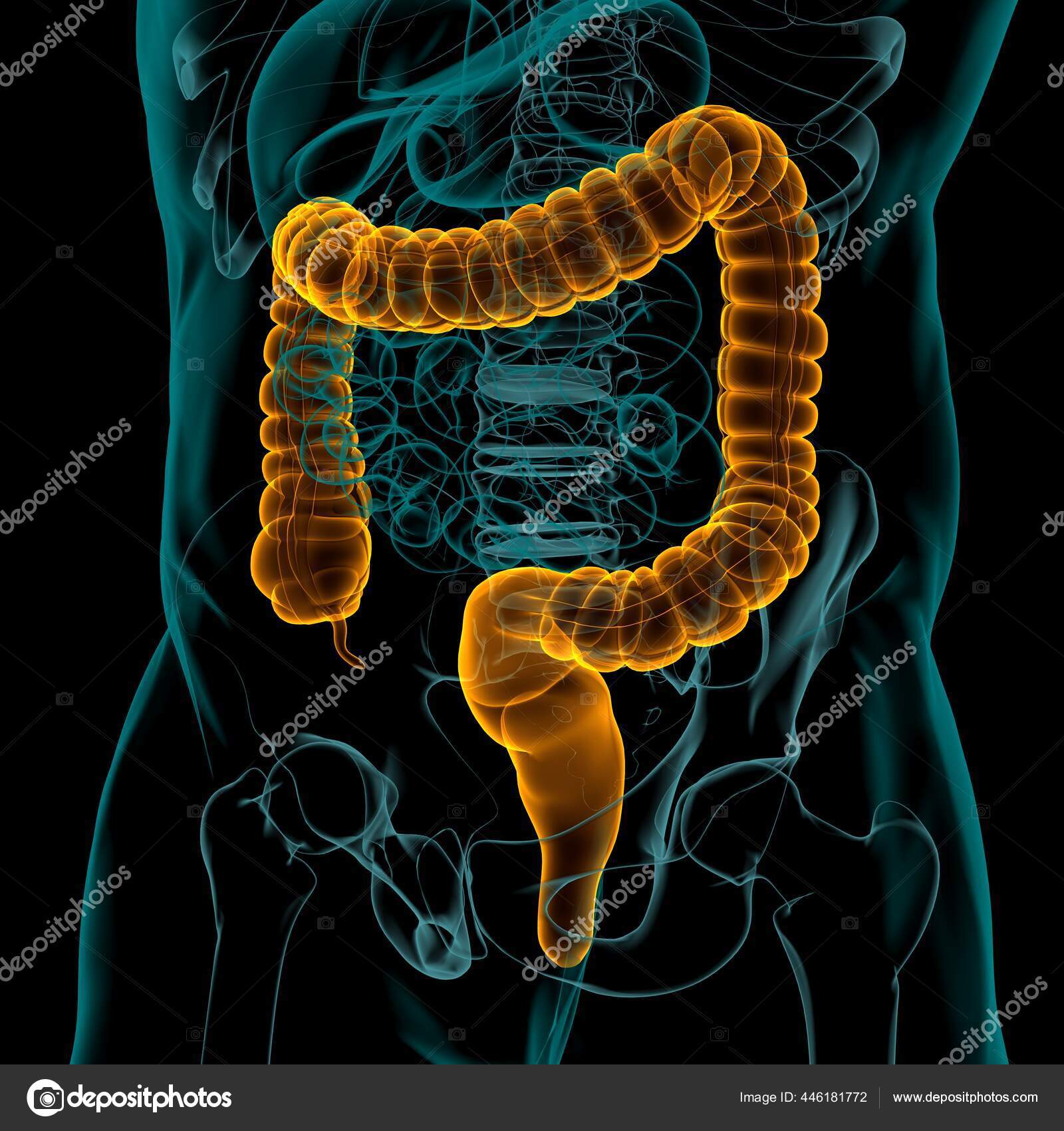 Anatomia Humana Sistema Digestivo Ilustração Intestino Grande Para ...