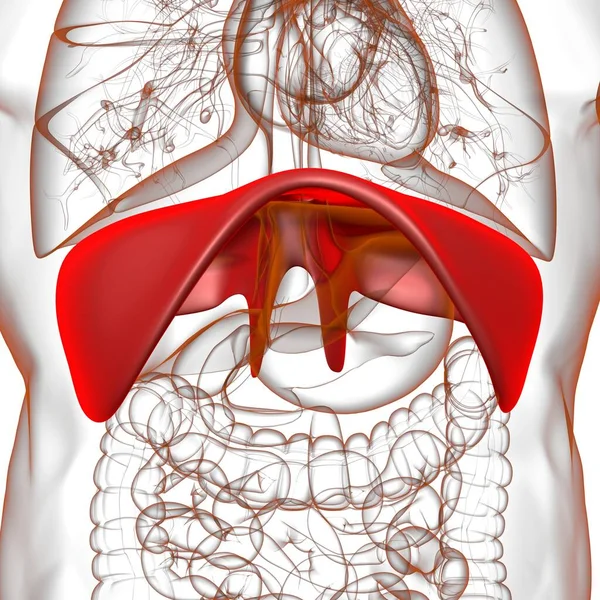 Sinus anatomy Stock Photos, Royalty Free Sinus anatomy Images ...