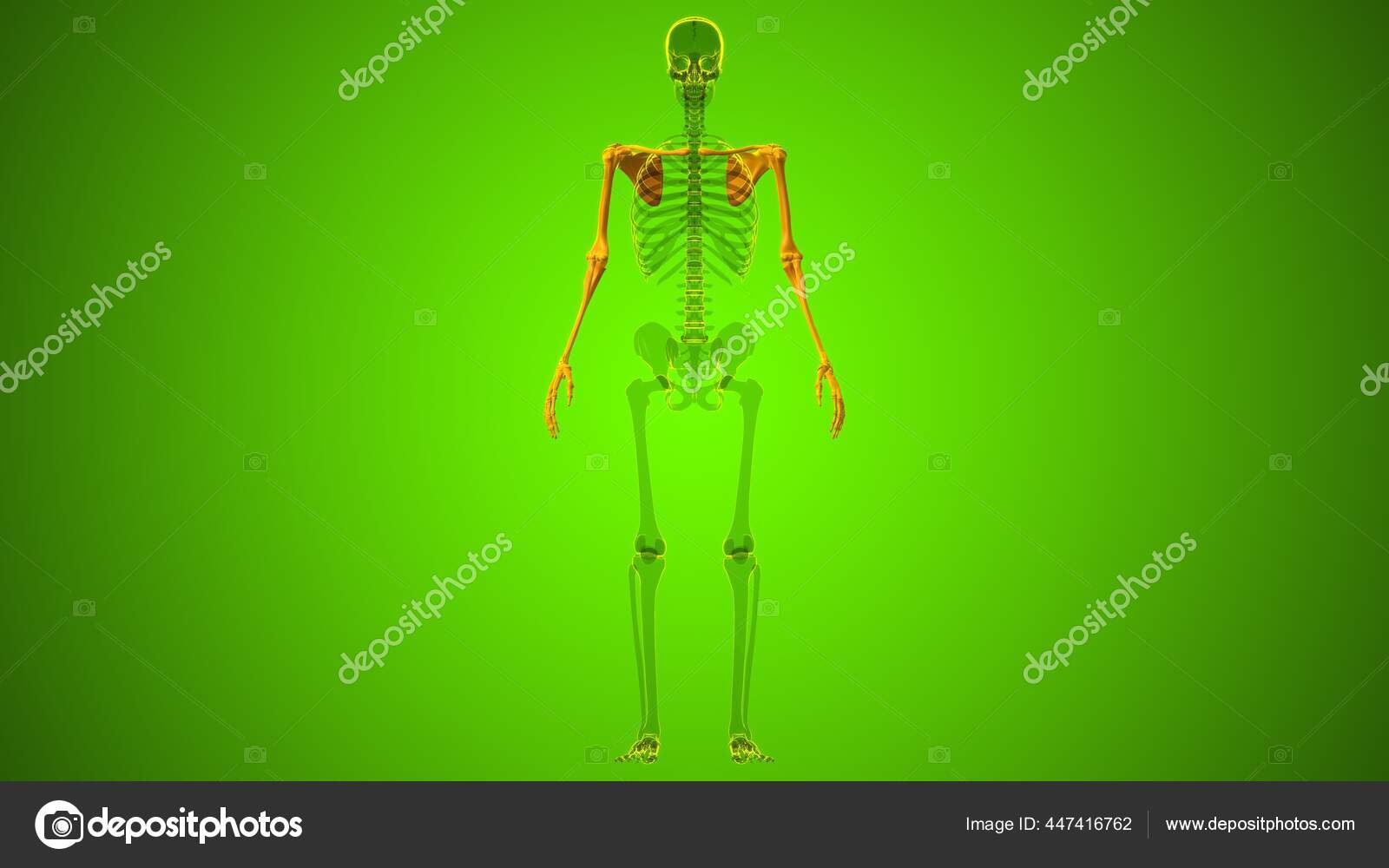 Human Skeleton Upper Limbs Anatomy Illustration Stock Photo by ©My_box ...