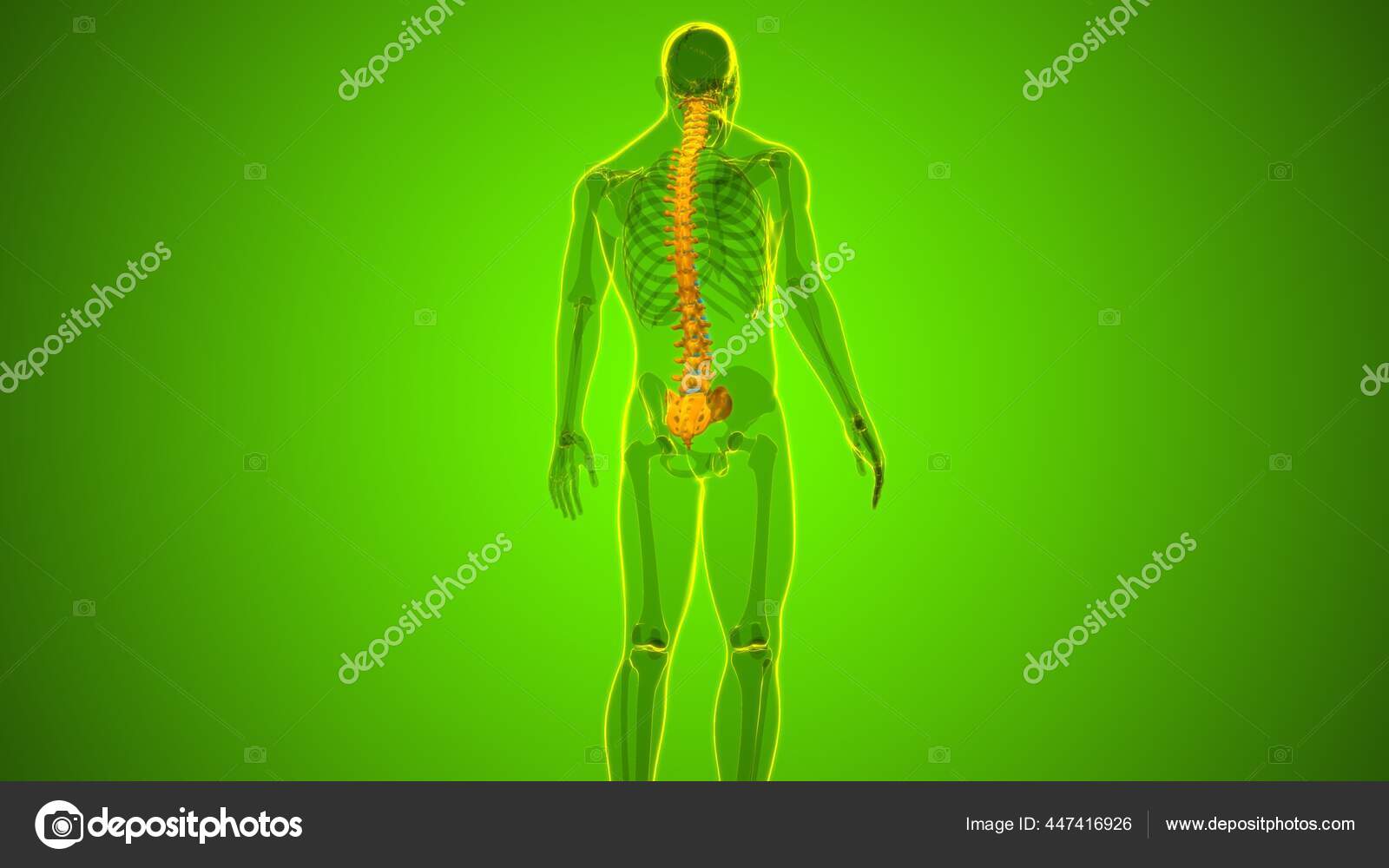 Human Skeleton Vertebral Column Vertebrae Anatomy Illustration Stock ...
