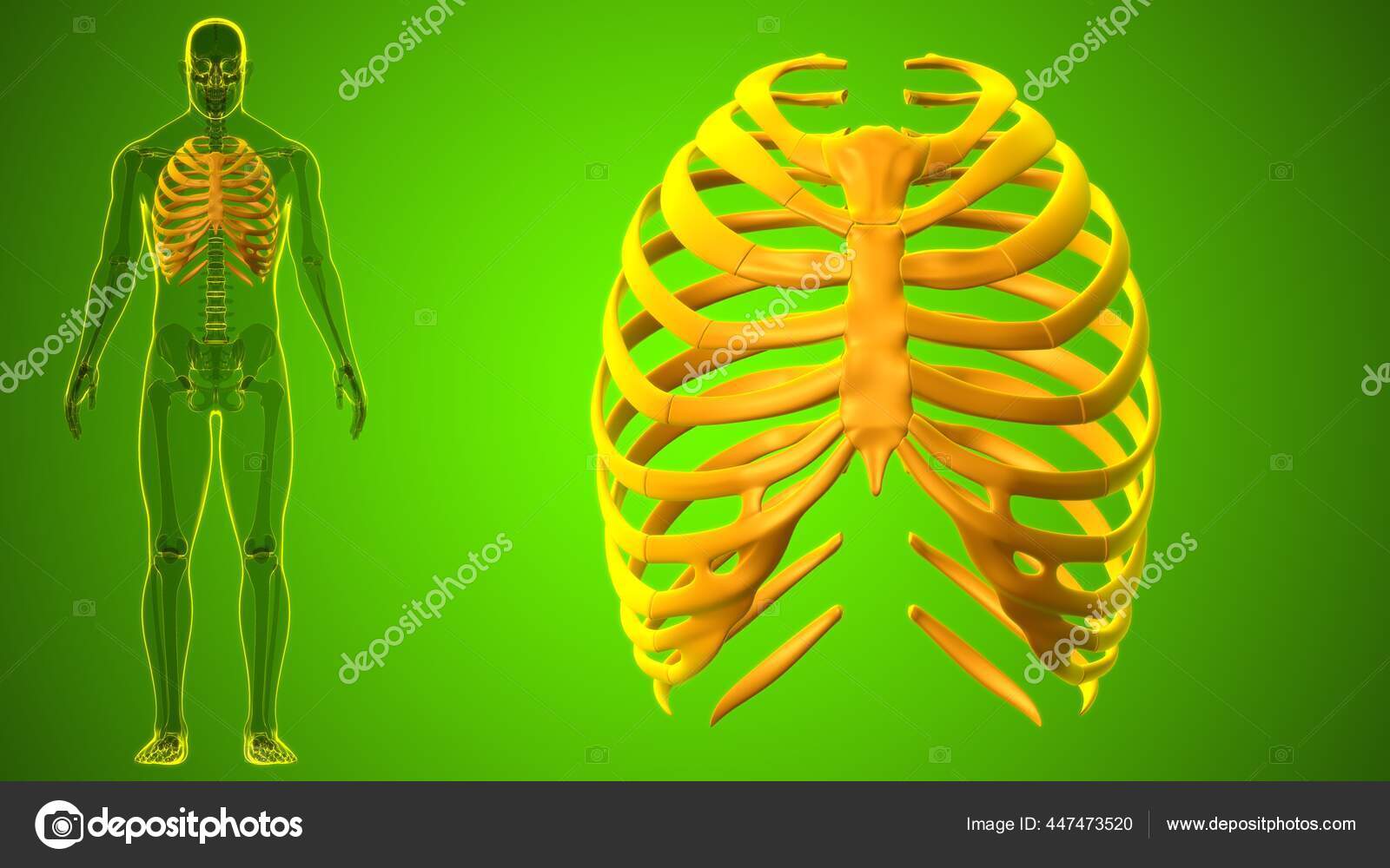 Human Skeleton Anatomy Rib Cage Rendering Medical Concept Stock Photo ...