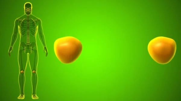 Ihmisen Luuranko Anatomia Patella Bone Renderöinti Medical Concept ...