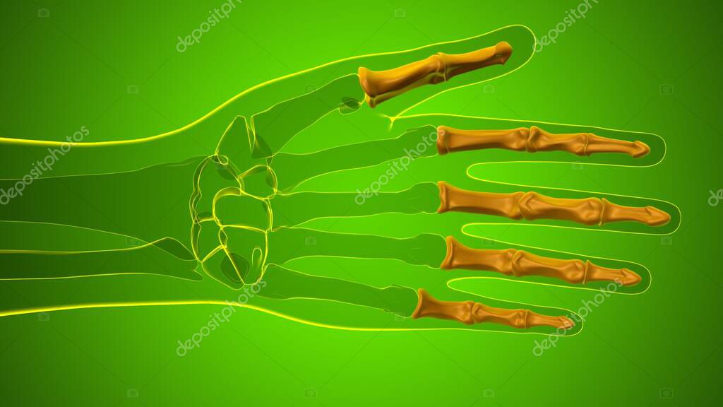 Anatomía ósea de falanges de mano de esqueleto humano para la ...