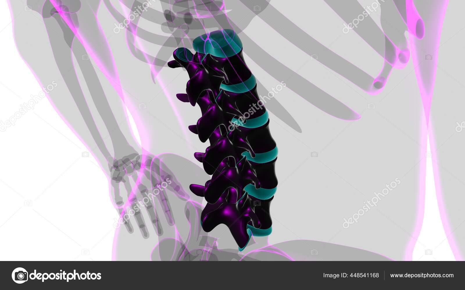 Human Skeleton Vertebral Columbar Vertebrae Anatomy Illustration ...
