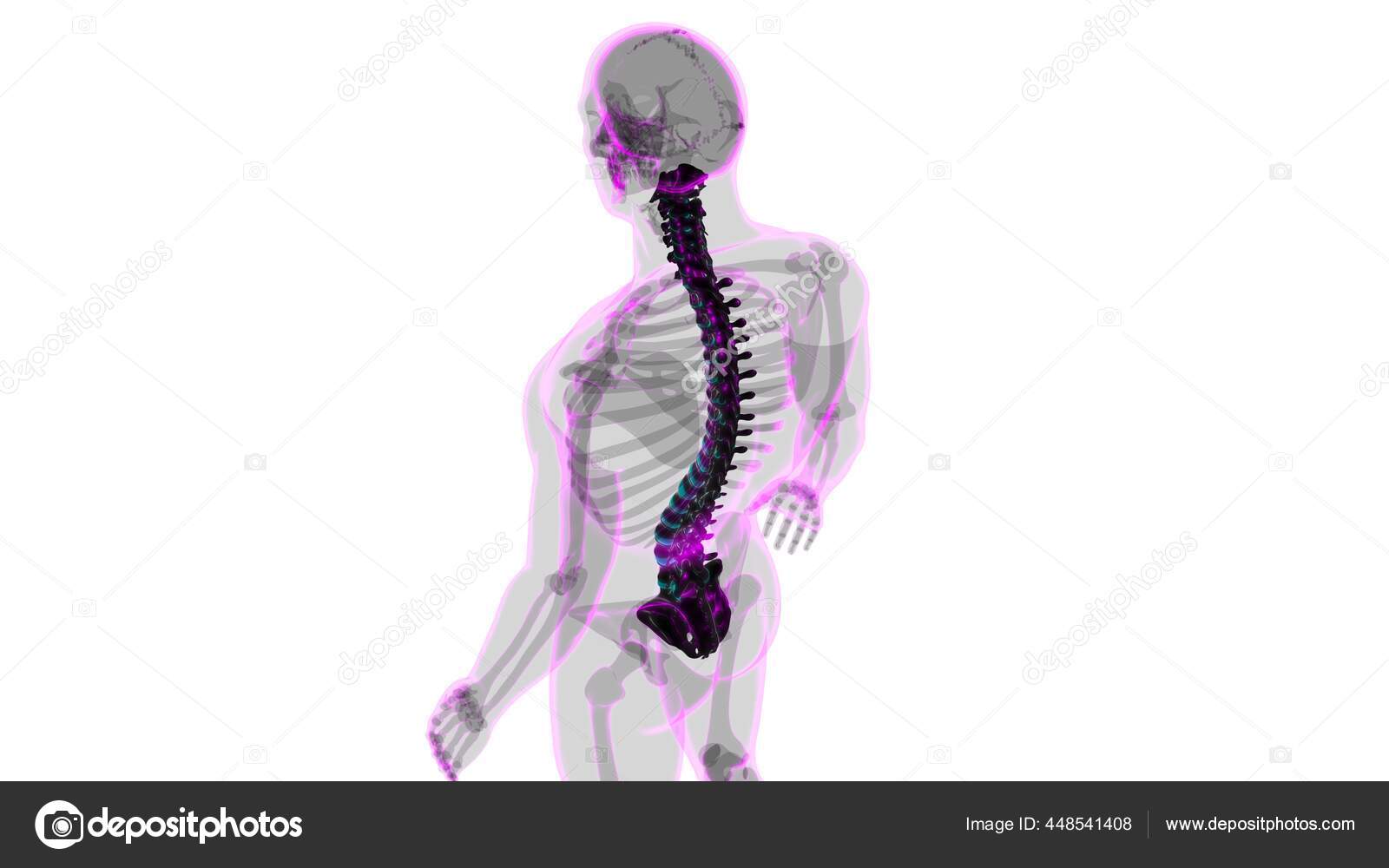 Människans Skelett Vertebral Kolumn Vertebrae Anatomi Illustration ...