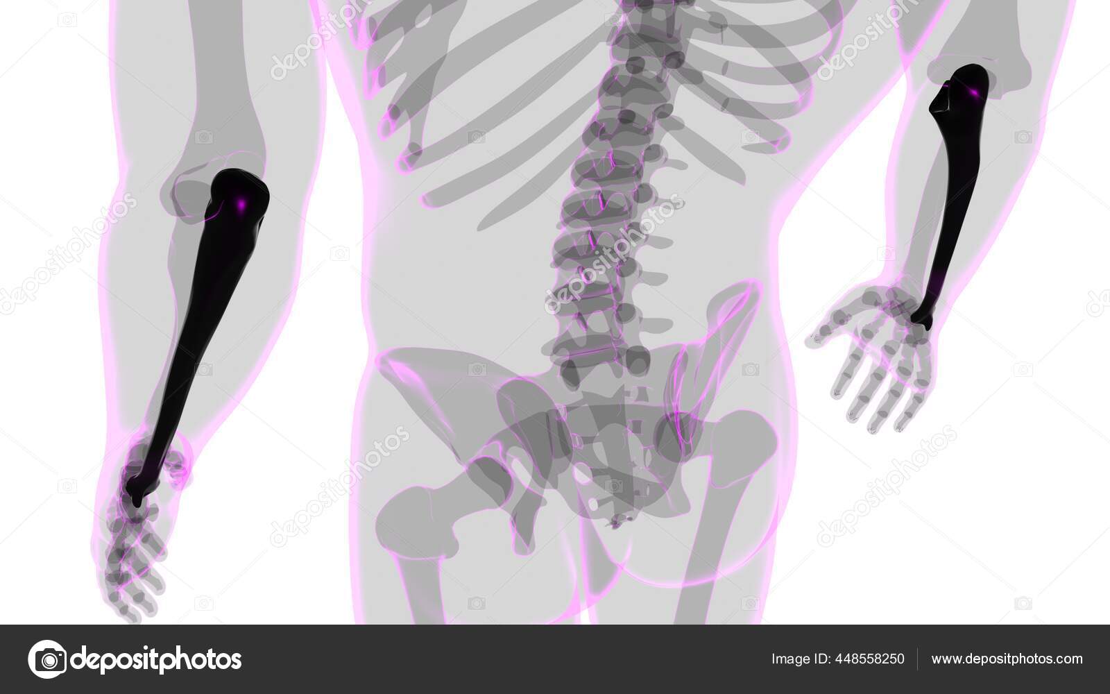 Anatomi Kerangka Manusia Ulna Bone Rendering Untuk Konsep Medis — Foto ...