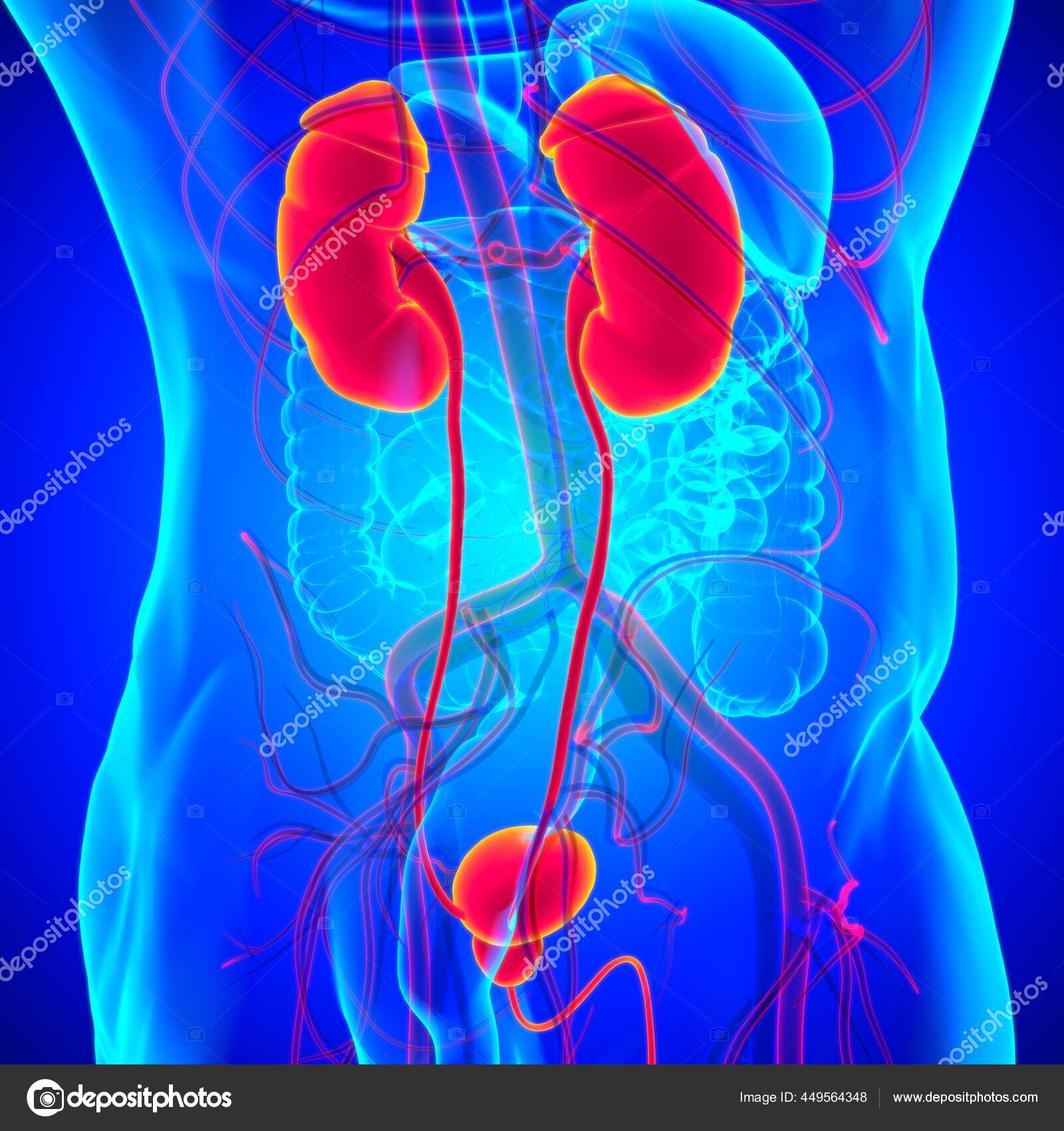 Rins Sistema Urinário Humano Com Anatomia Bexiga Para Ilustração Médica ...