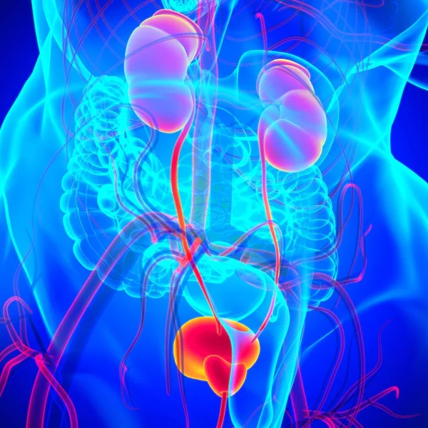 Human Urinary System Kidneys Bladder Anatomy Medical Concept ...