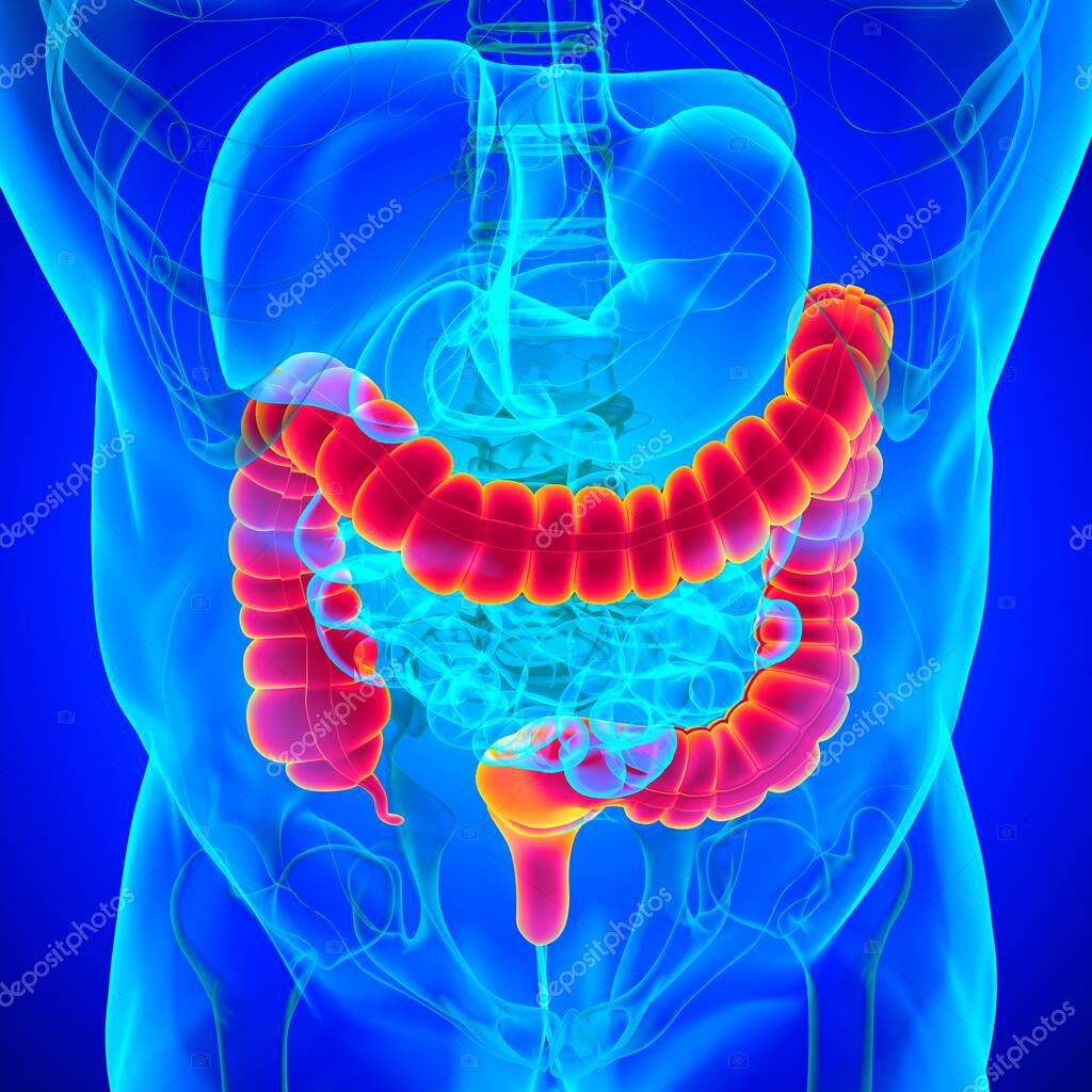 Anatomía del sistema digestivo humano de la ilustración 3D del ...