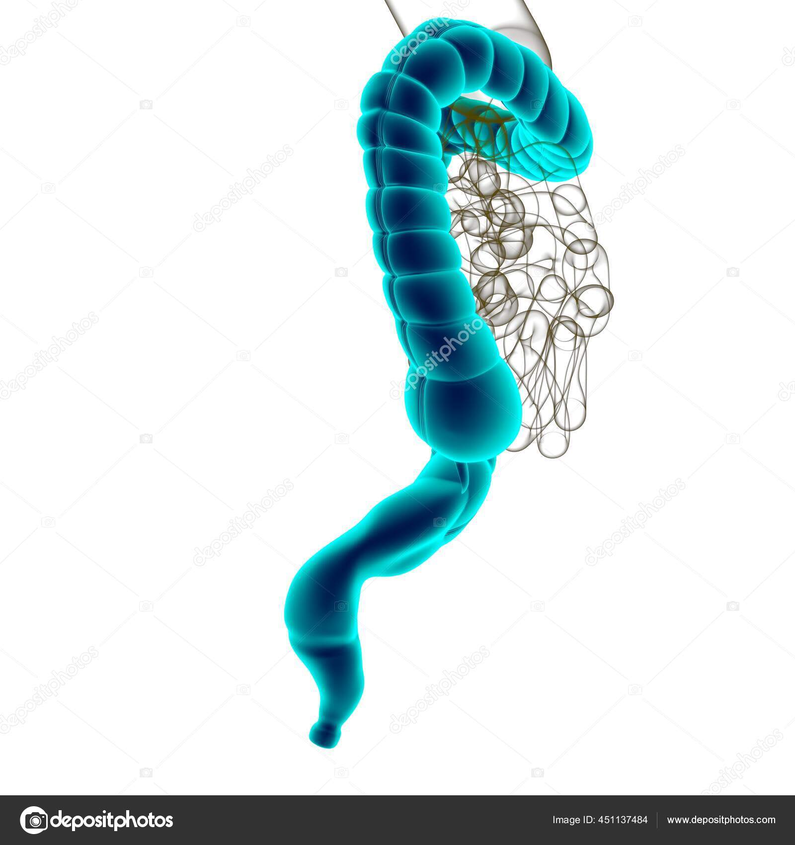 Anatomia Humana Sistema Digestivo Ilustração Intestino Grande Para ...
