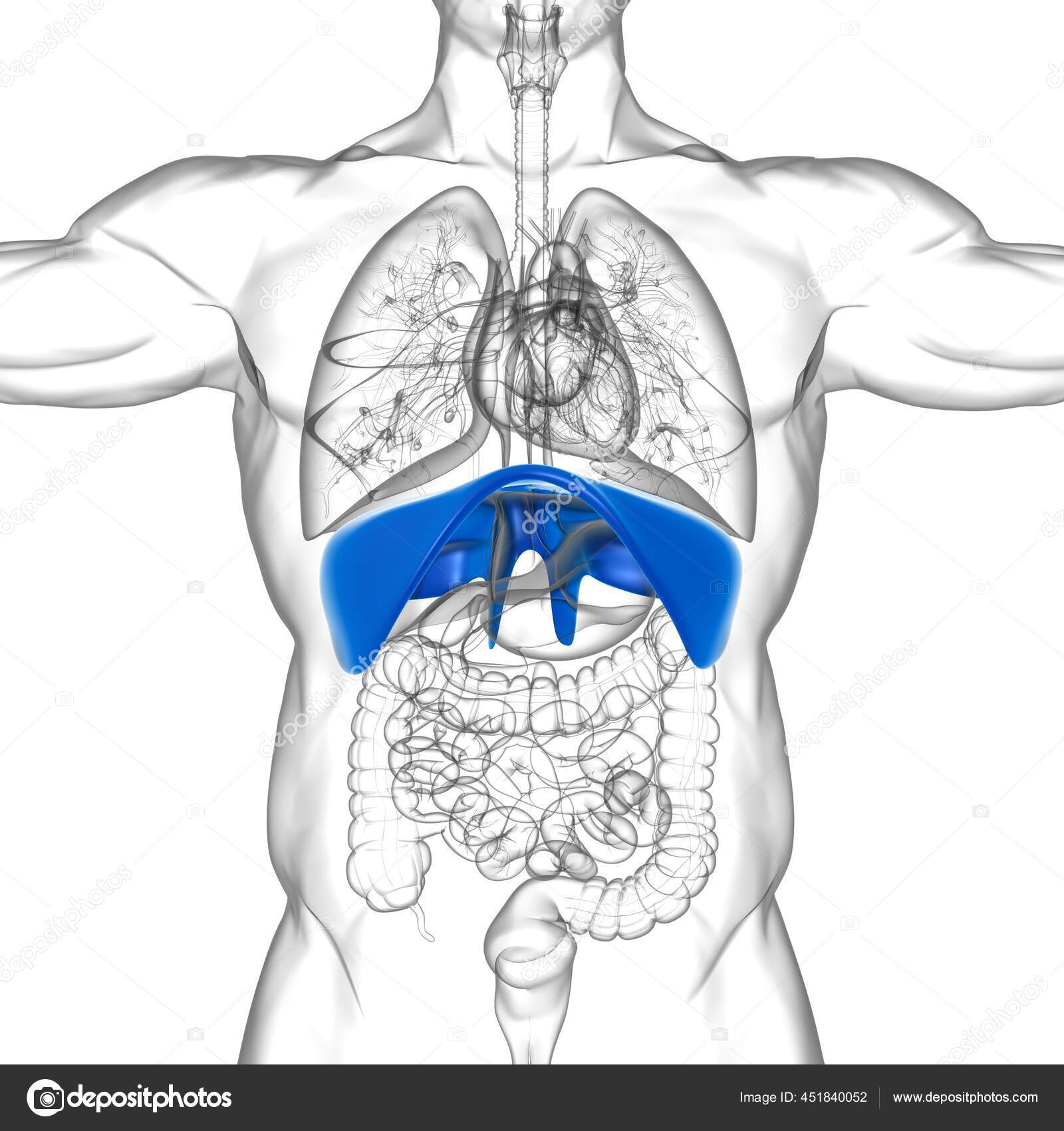 Anatomía Del Sistema Respiratorio Humano Del Diafragma Para Ilustración ...