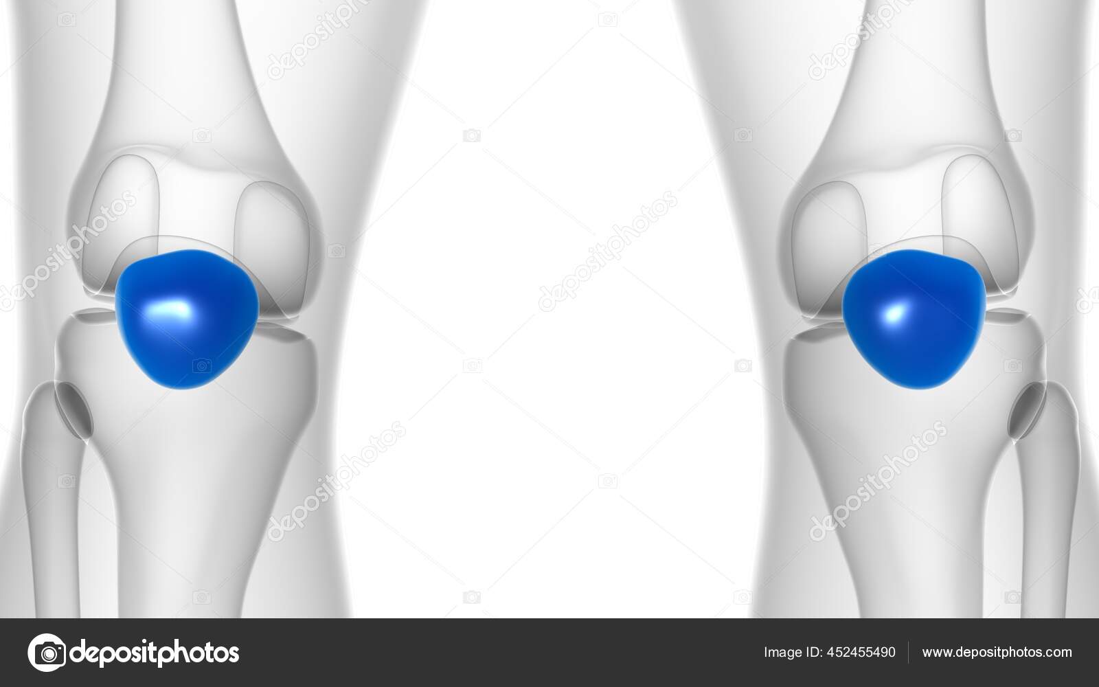 Anatomie Squelettique Humaine Rendu D'os Rotule Pour Concept Médical ...