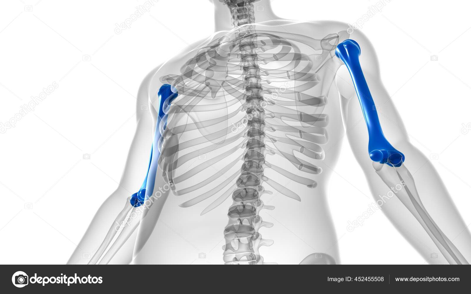 Anatomía Humana Del Esqueleto Representación Del Hueso Del Húmero Para ...
