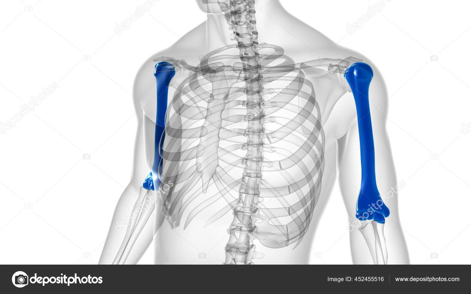 Human Skeleton Anatomy Humerus Bone Rendering Medical Concept Stock ...