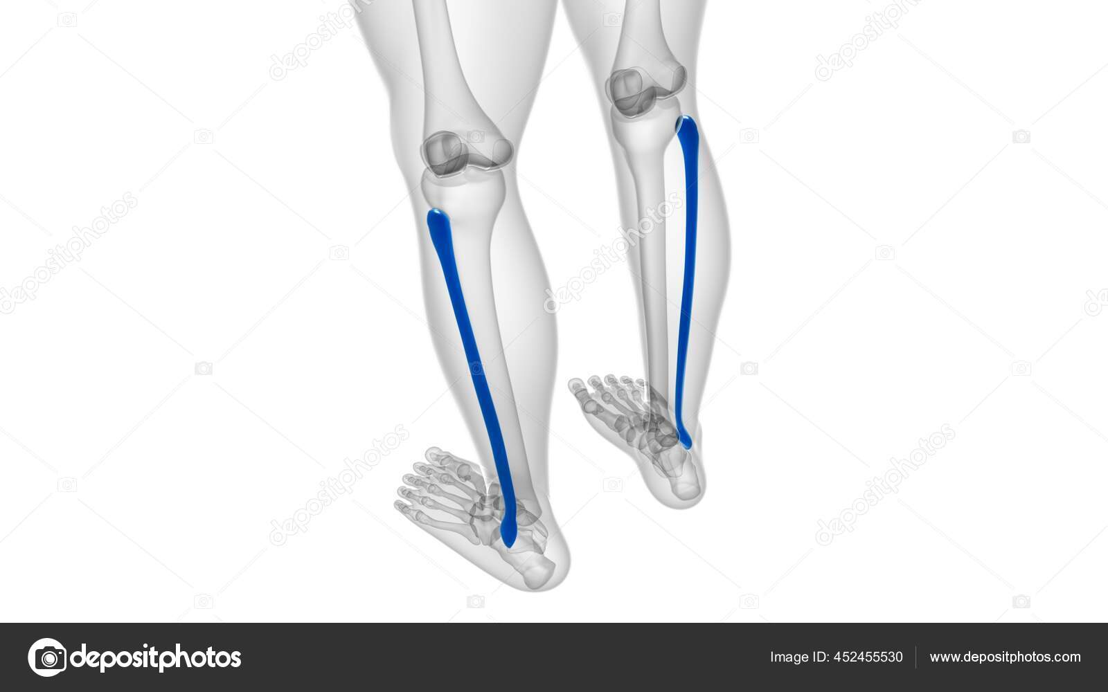 Human Skeleton Anatomy Fibula Bone Rendering Medical Concept — Stock ...