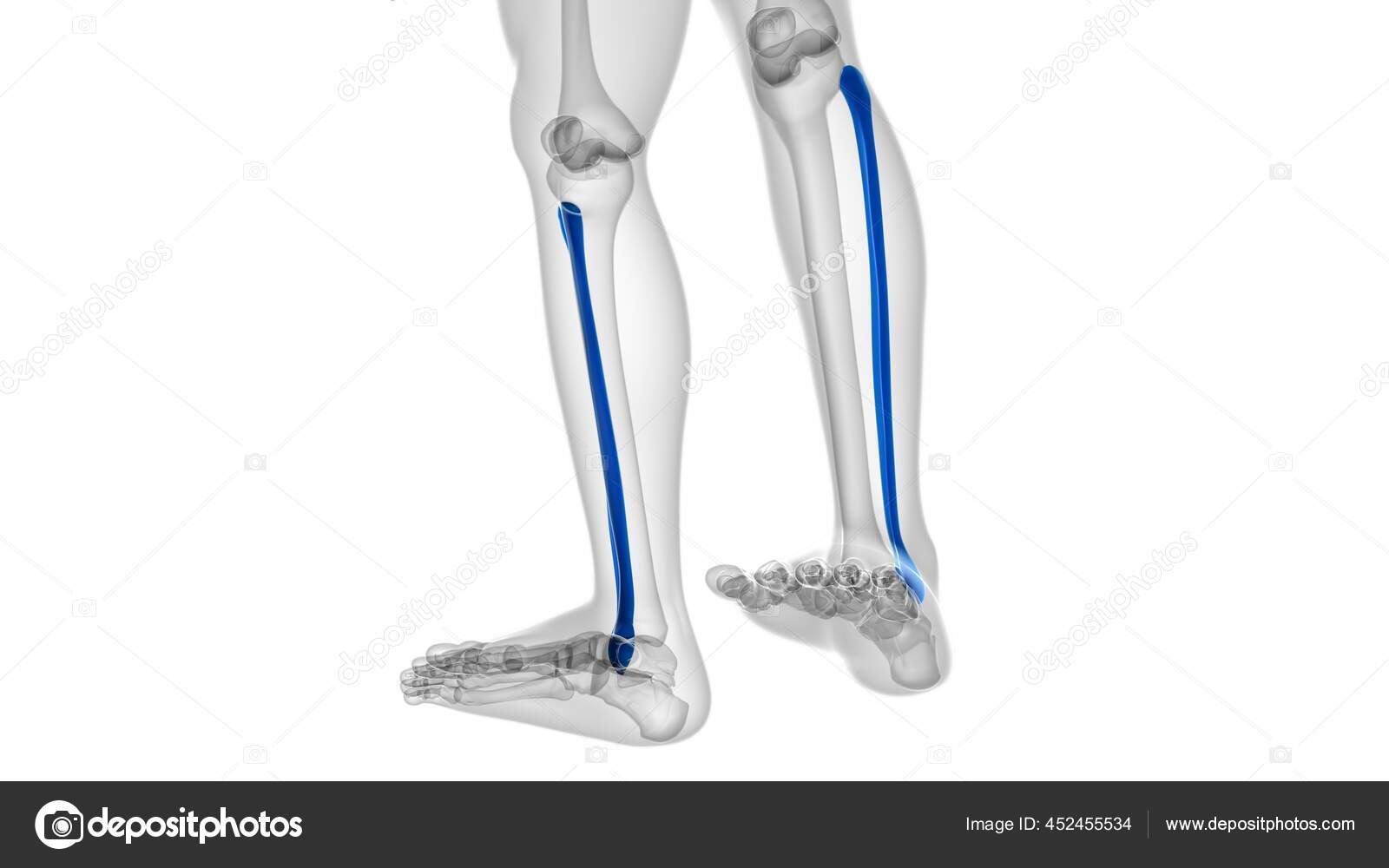 Human Skeleton Anatomy Fibula Bone Rendering Medical Concept Stock ...