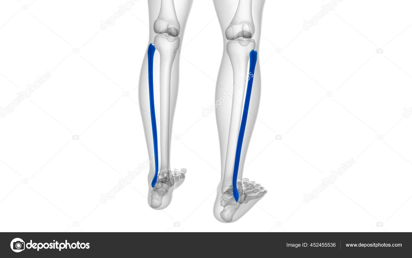 Human Skeleton Anatomy Fibula Bone Rendering Medical Concept Stock ...