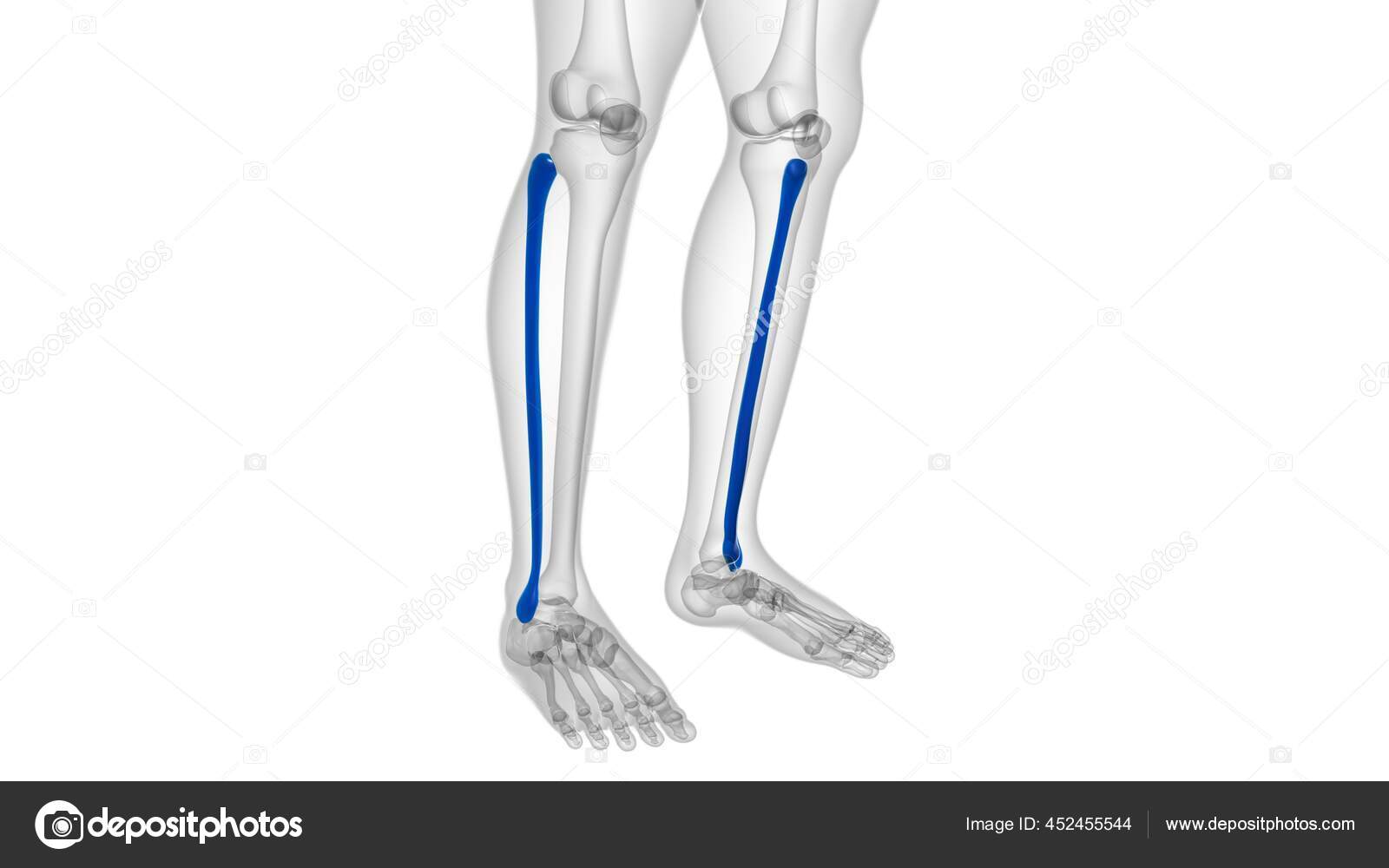 Human Skeleton Anatomy Fibula Bone Rendering Medical Concept Stock ...