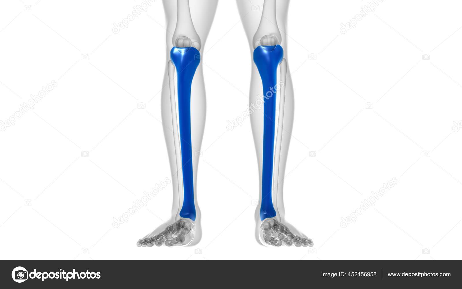 Human Skeleton Anatomy Tibia Bone Rendering Medical Concept Stock Photo ...