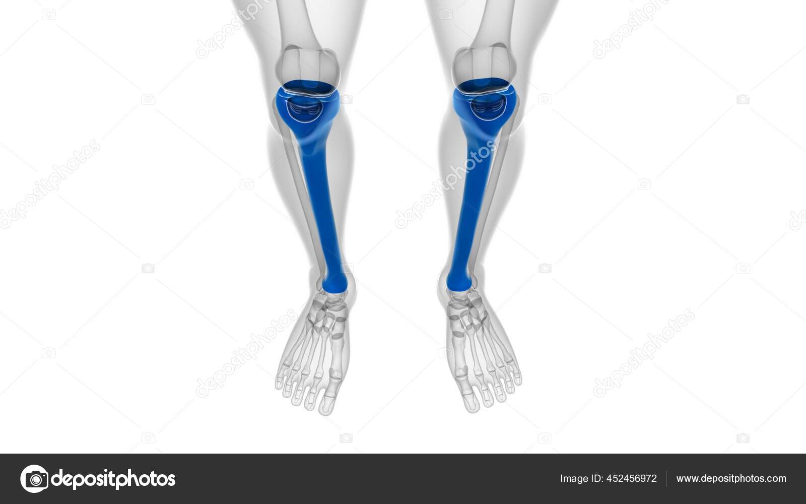 Human Skeleton Anatomy Tibia Bone Rendering Medical Concept Stock Photo ...