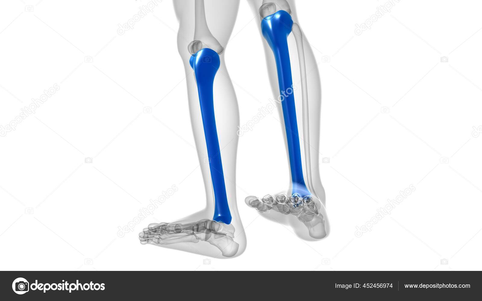 Human Skeleton Anatomy Tibia Bone Rendering Medical Concept Stock Photo ...