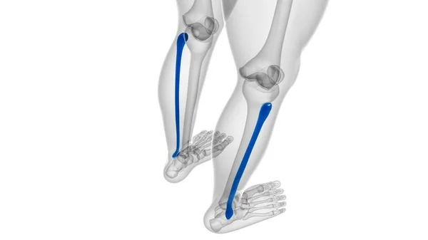 Human Skeleton Anatomy Tibia Bone Rendering Medical Concept Stock Photo ...