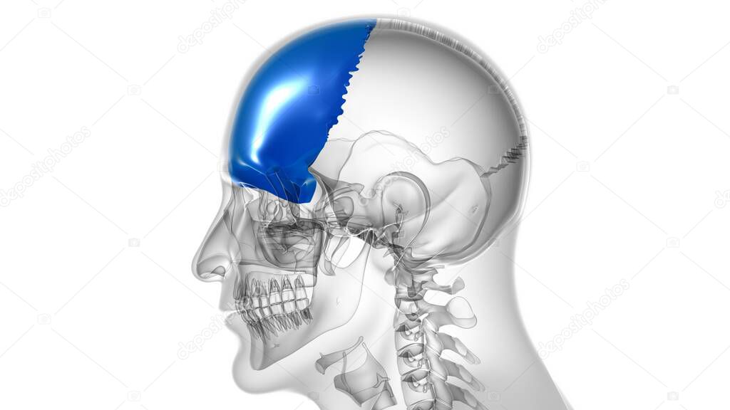 Anatomía frontal del hueso del cráneo del esqueleto humano para la ...