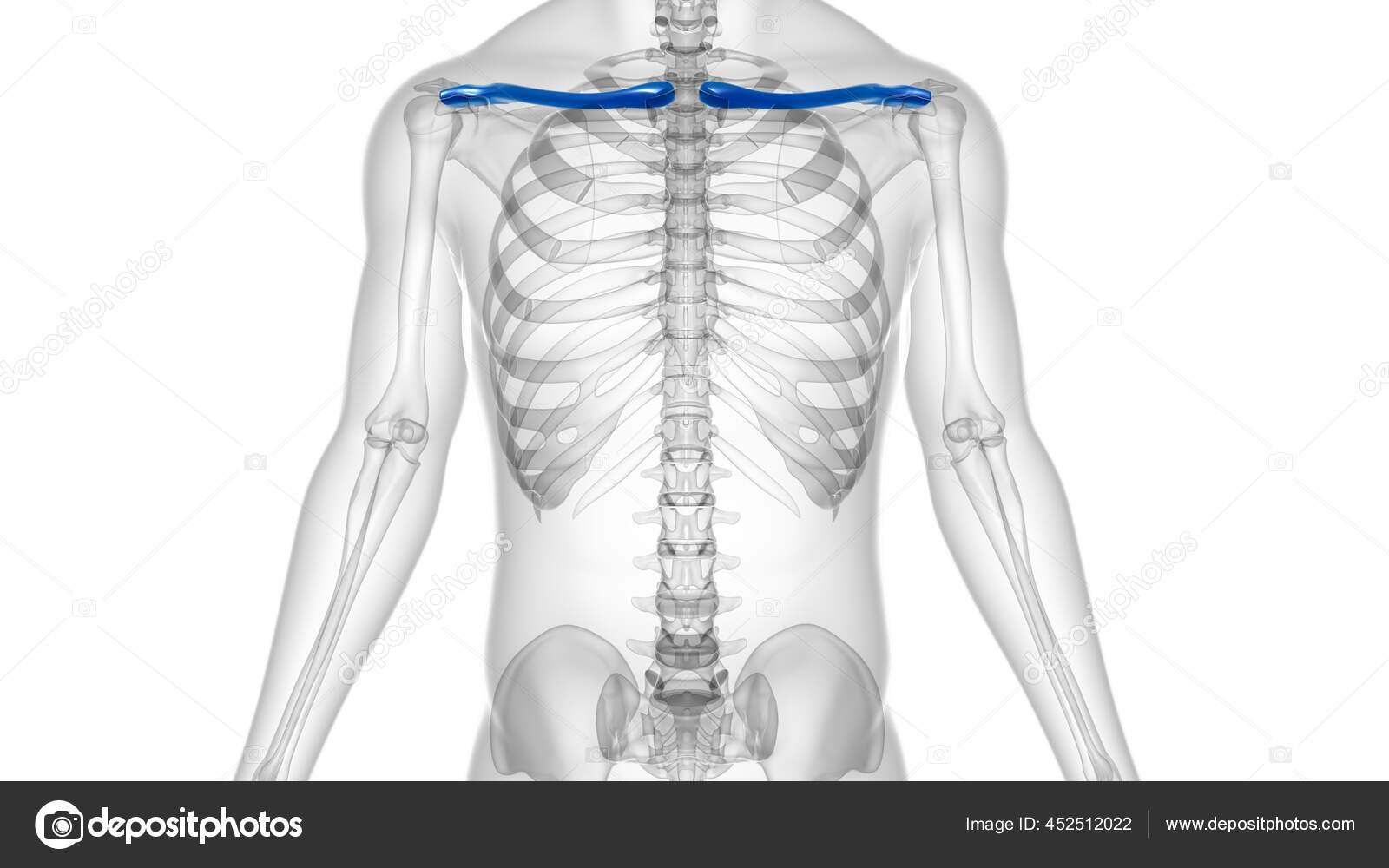 Human Skeleton Anatomy Clavicle Bones Rendering Medical Concept — Stock ...