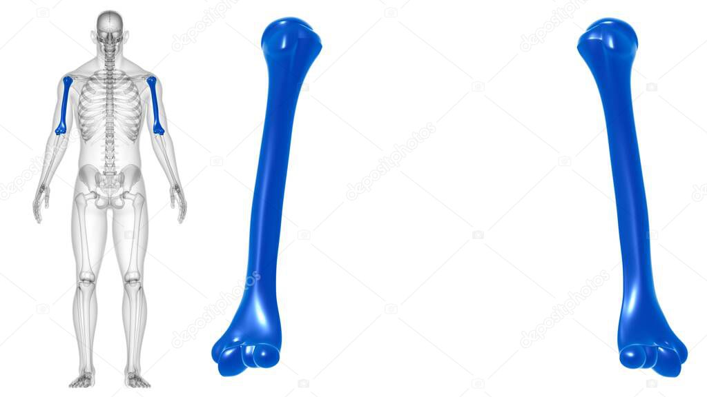 Anatomía humana del esqueleto Representación 3D del hueso del húmero ...