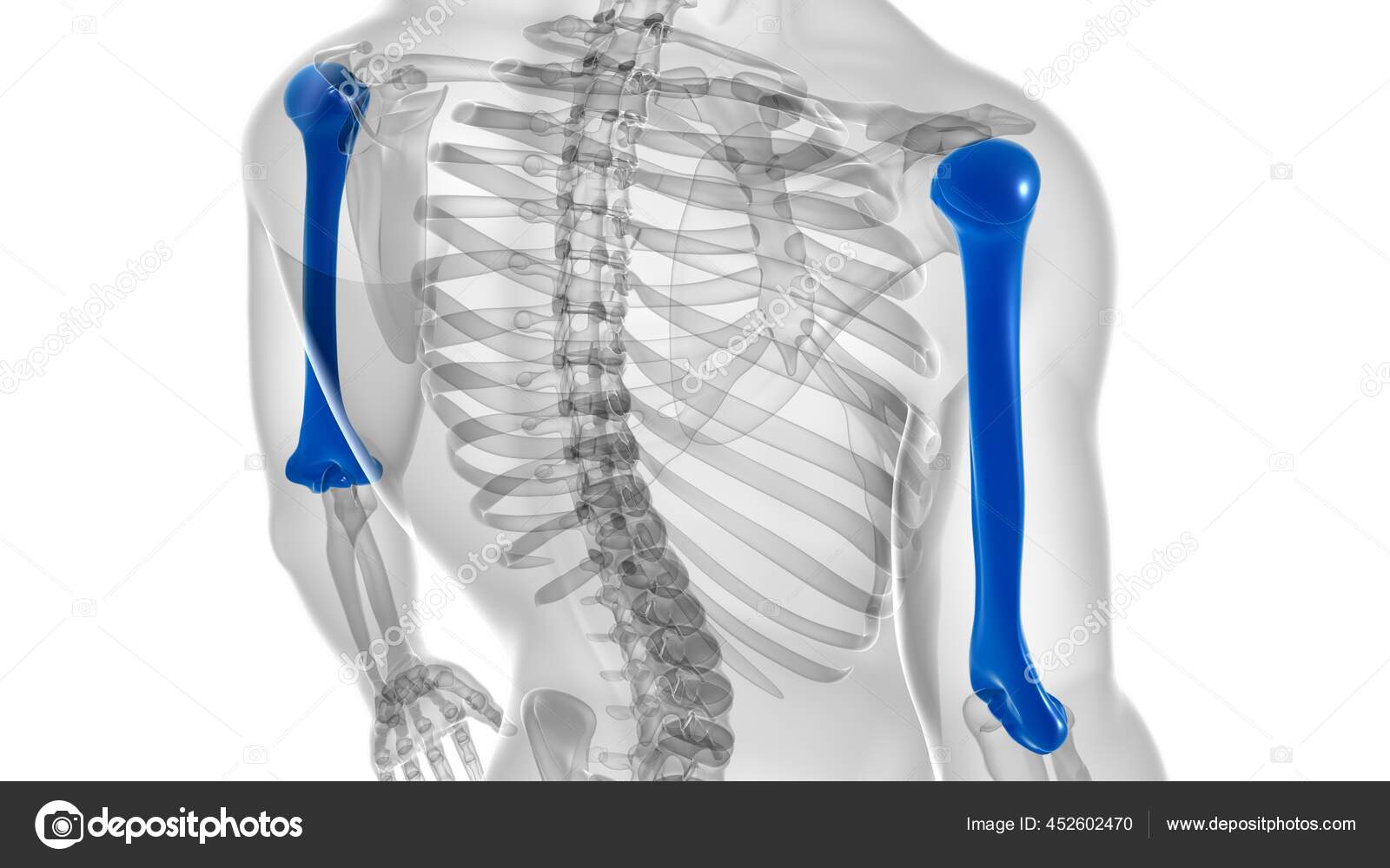 Anatomia Esqueleto Humano Renderização Osso Úmero Para Conceito Médico ...