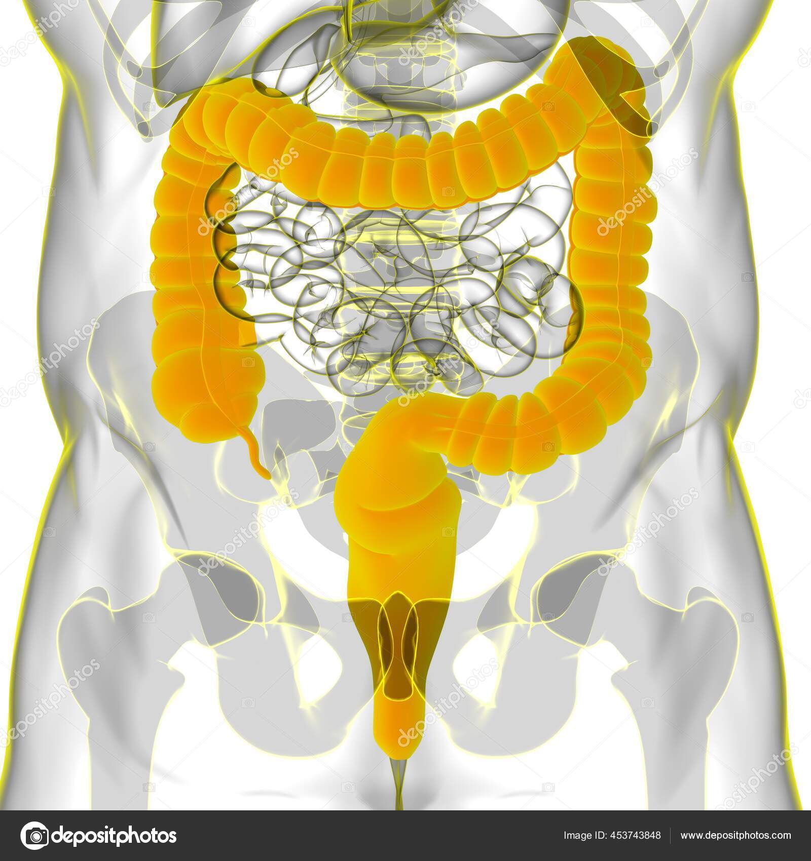 Ilustrasi Usus Besar Sistem Pencernaan Manusia Anatomi Untuk Konsep ...