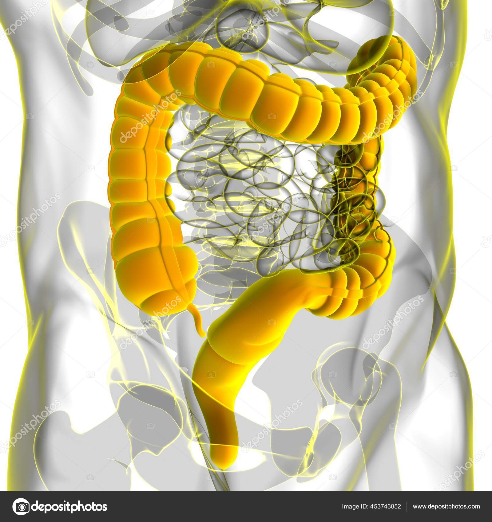Ilustrasi Usus Besar Sistem Pencernaan Manusia Anatomi Untuk Konsep ...