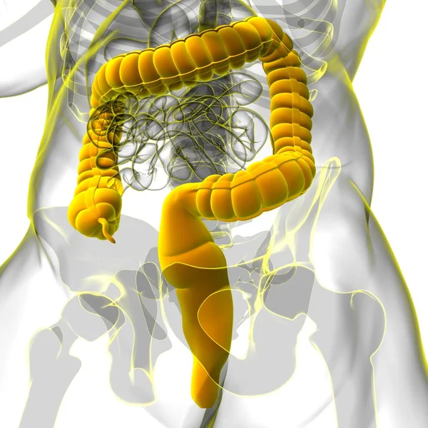 Ilustrasi Usus Besar Sistem Pencernaan Manusia Anatomi Untuk Konsep ...