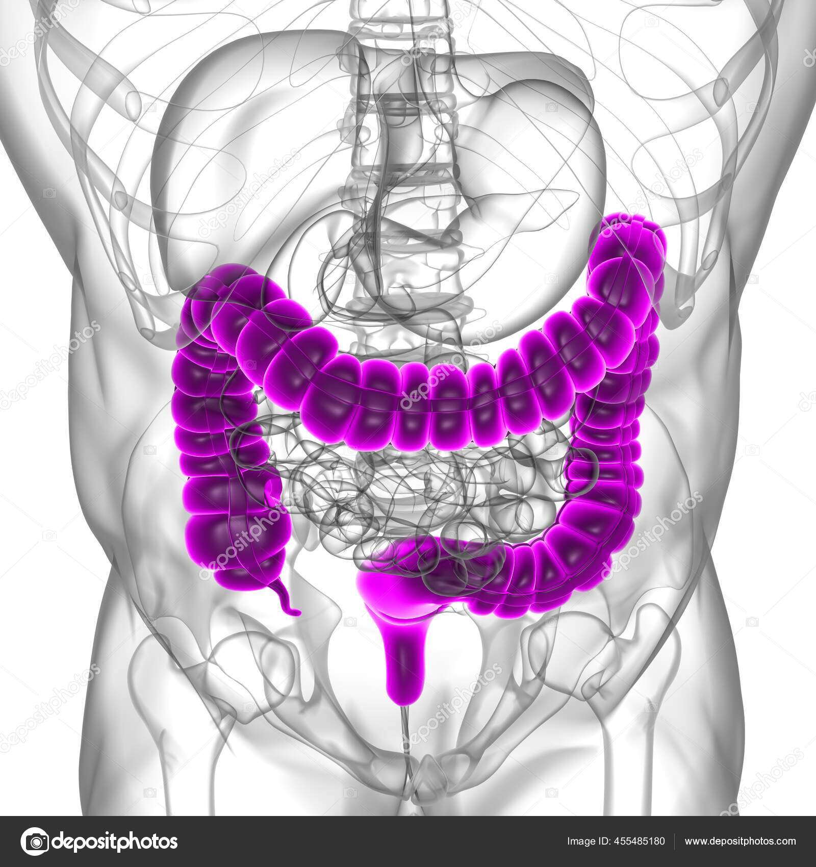Anatomia Humana Sistema Digestivo Ilustração Intestino Grande Para ...